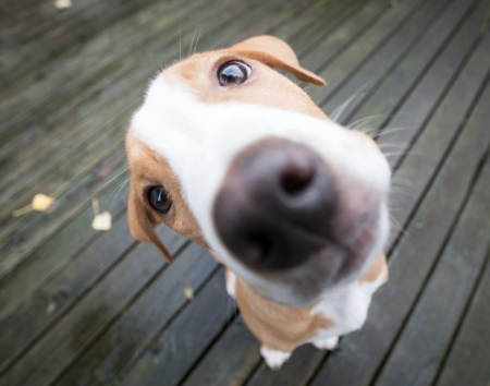 Datos curiosos del perro - NUPEC
