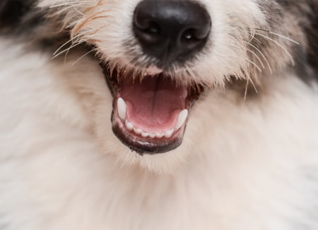 ¿Para qué sirven los bigotes del perro? - NUPEC