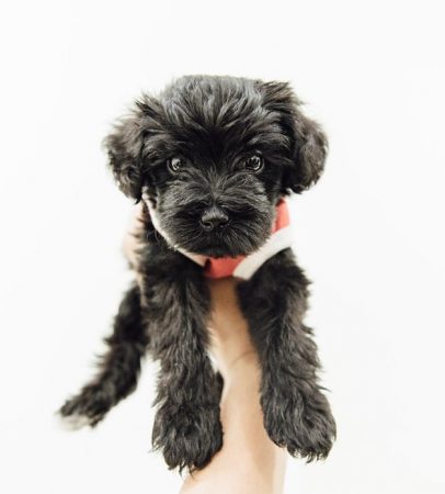 Conoce a las razas de perros mini más adorables - NUPEC